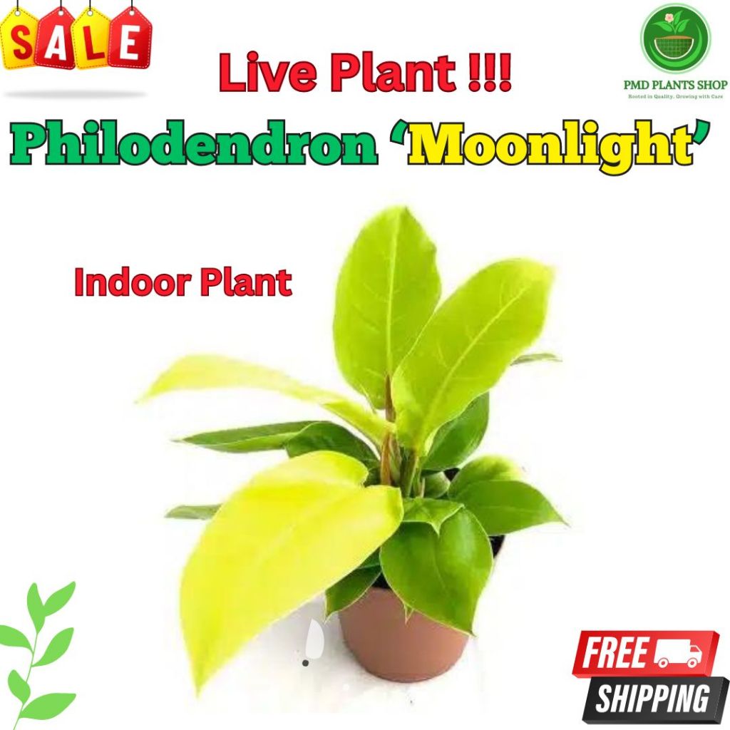 Philodendron Moonlight ( Indoor Plant) 8 to 10 leaves 10 to 12inch tall ...
