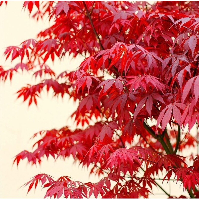 50seeds American Red Maple Tree Seeds[Easy To Grow In The Philippines ...