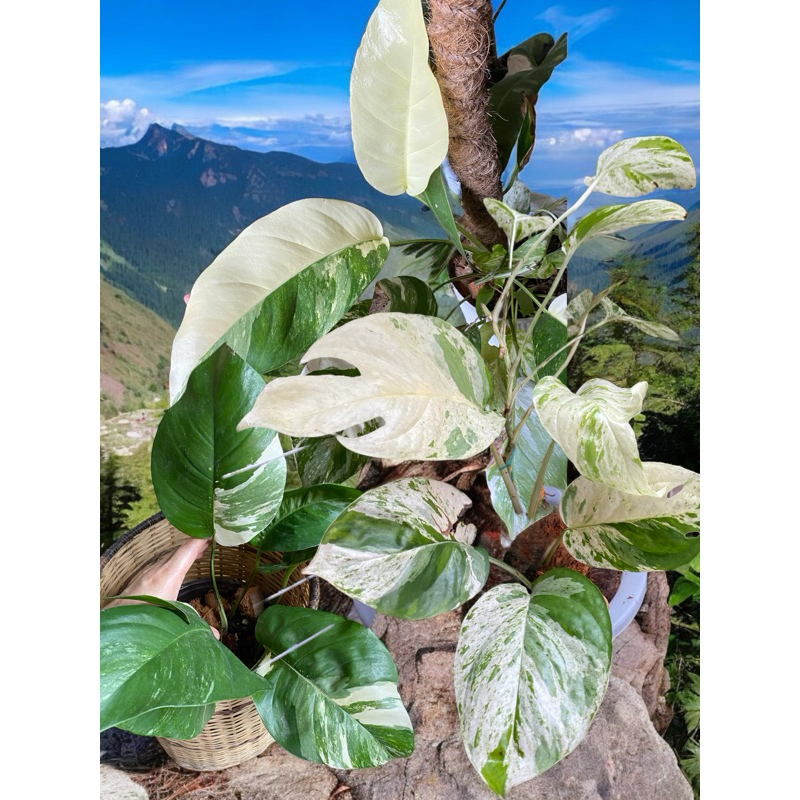 epipremnum pinnatum albo/ epi marble/ epi albo/ epi sunburst/ live ...