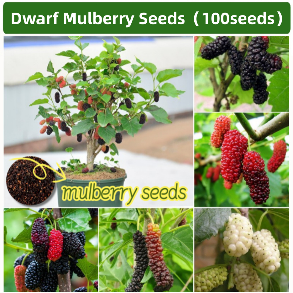 Fresh Mulberry Seeds for Planting (100 Seeds/pack) Rare Mulberry Bonsai ...