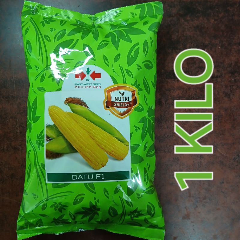 DATU F1 (1 KILO) HYBRID SWEET CORN SEEDS / MAIS SEEDS FOR PLANTING BY ...