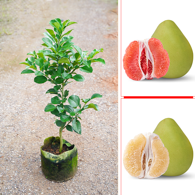 Pomelo Seeds 15seeds have bumper harvest Efficient planting Fruit tree ...