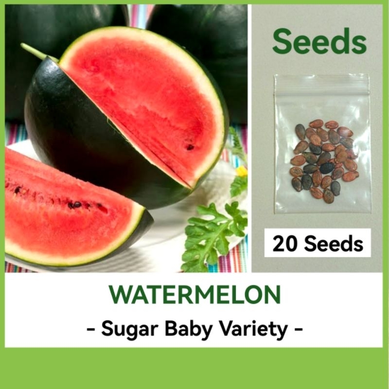 WATERMELON PAKWAN SEEDS - SUGAR BABY Variety - High Quality Vegetable ...