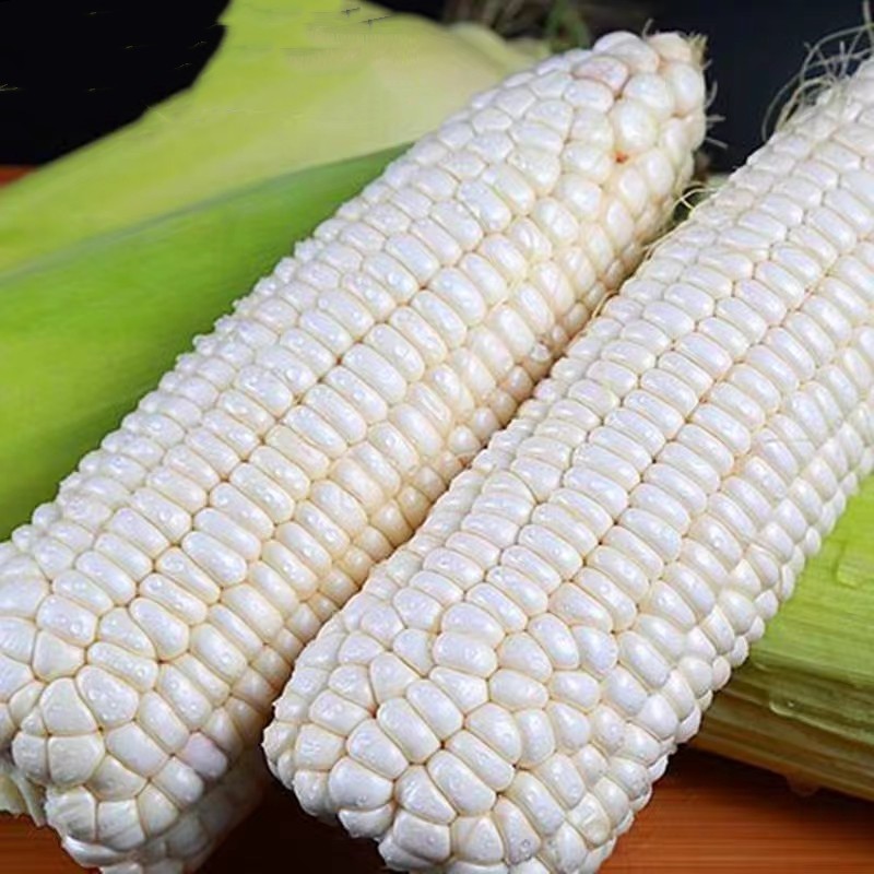 Sweet Glutinous White Corn Seeds - (20seeds) WHITE LAGKITAN CORN/Waxy ...