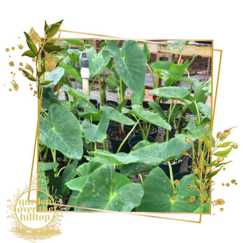 taro gabi laing rabok roots for food and good for planting seedling ...