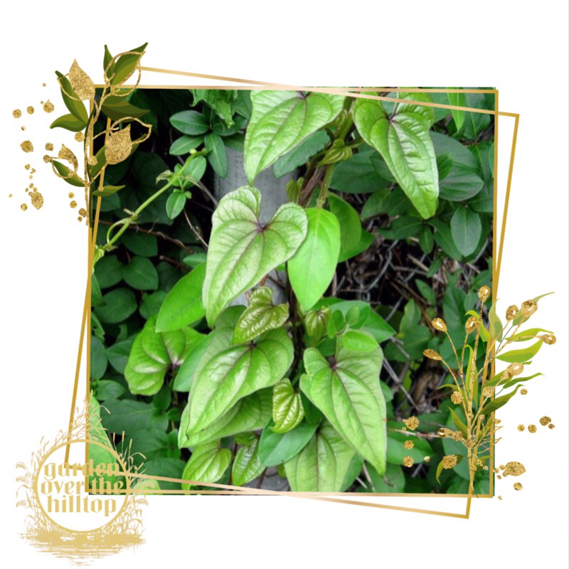 chinese yam tugi togi root crop for planting and snack | Shopee Philippines