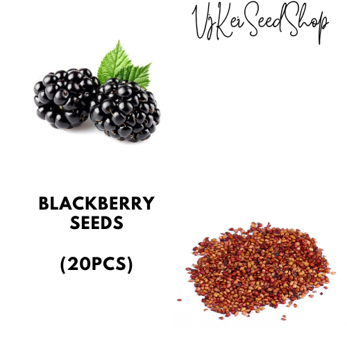 Blackberry Seeds (20pcs) | Shopee Philippines