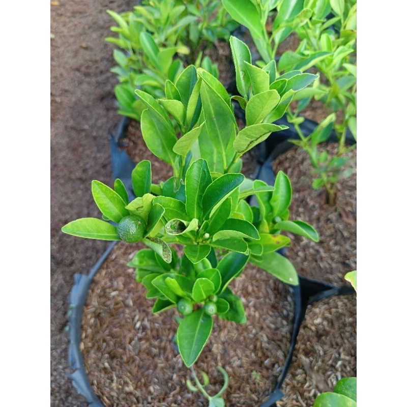 Kalamansi Green Live plants | Shopee Philippines Kalamansi Green Live plants | Shopee Philippines