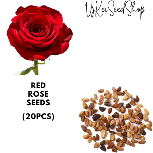 Red Rose Seeds (20pcs) | Shopee Philippines