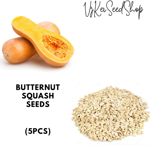 Butternut Squash Seeds (5pcs) | Shopee Philippines