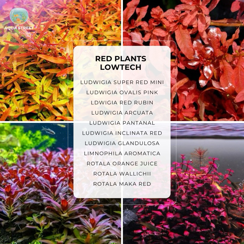 LOWTECH "RED PLANTS" | Shopee Philippines