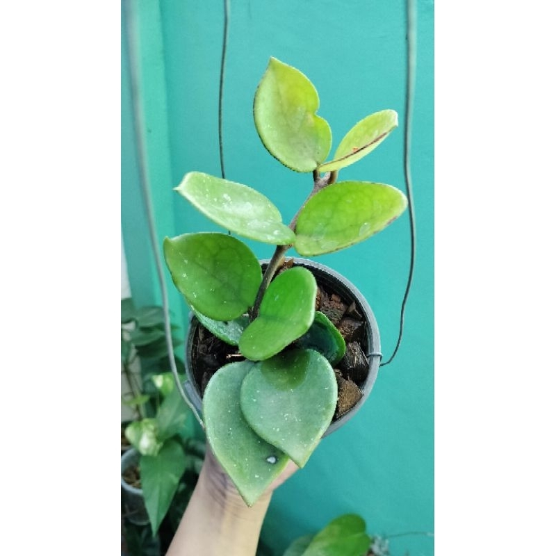 HOYA CARNOSA SNOWBALL | Shopee Philippines