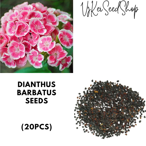 Dianthus Barbatus Seeds (20pcs) | Shopee Philippines