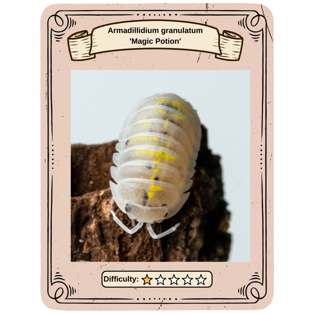 Collectible Isopod Card - Armadillidium granulatum 'Magic Potion ...