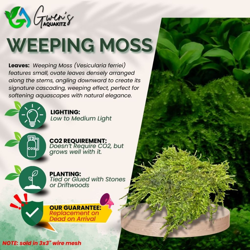 WEEPING MOSS (3x3" Wire Mesh) by Gwens's Aquakitz - Low Tech Aquatic ...