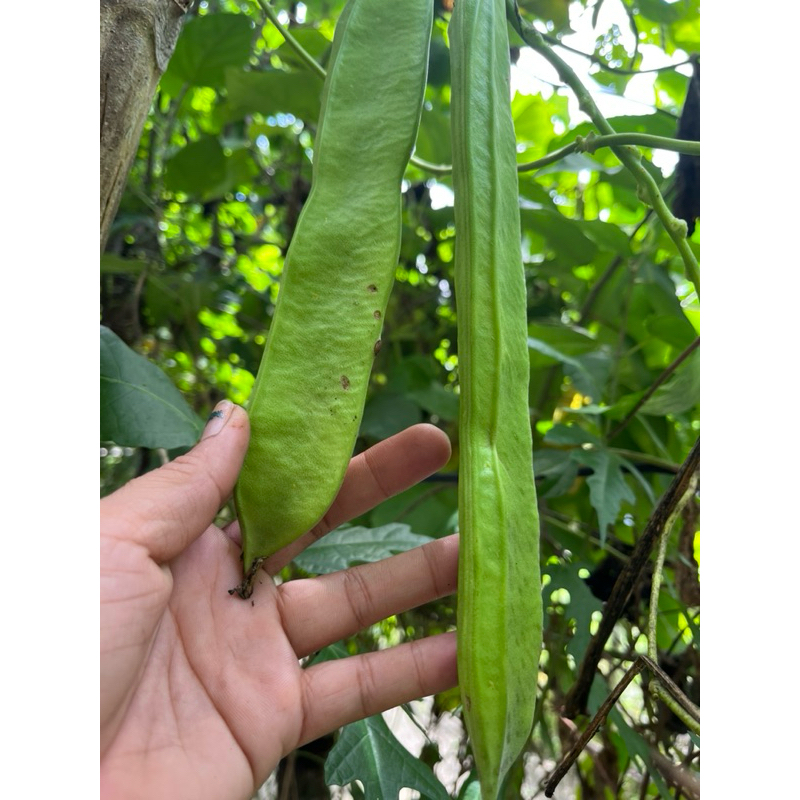 Sword Beans/Jack beans Seed Red Variety/Giant Patani buto Pantanim ...