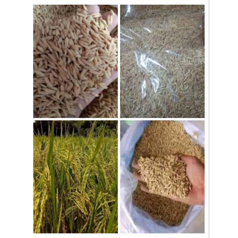 Binhi palay seeds /rice variety 222 and 436 binhi malakas umani ...