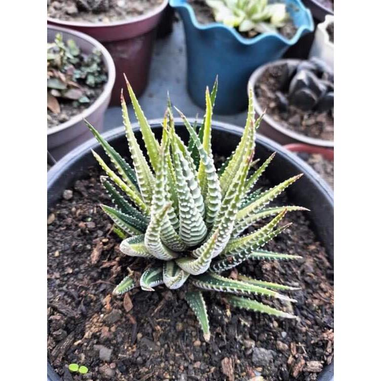 Zebra Cactus with FREE Pot and Pebbles - Live Plant, Real Plant and ...