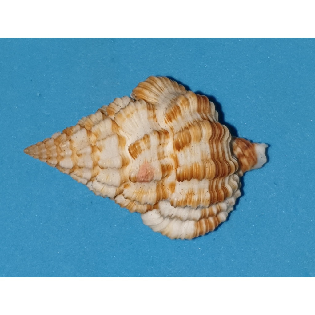 NASSARIA AMBOYNENSIS. Perfect. | Shopee Philippines