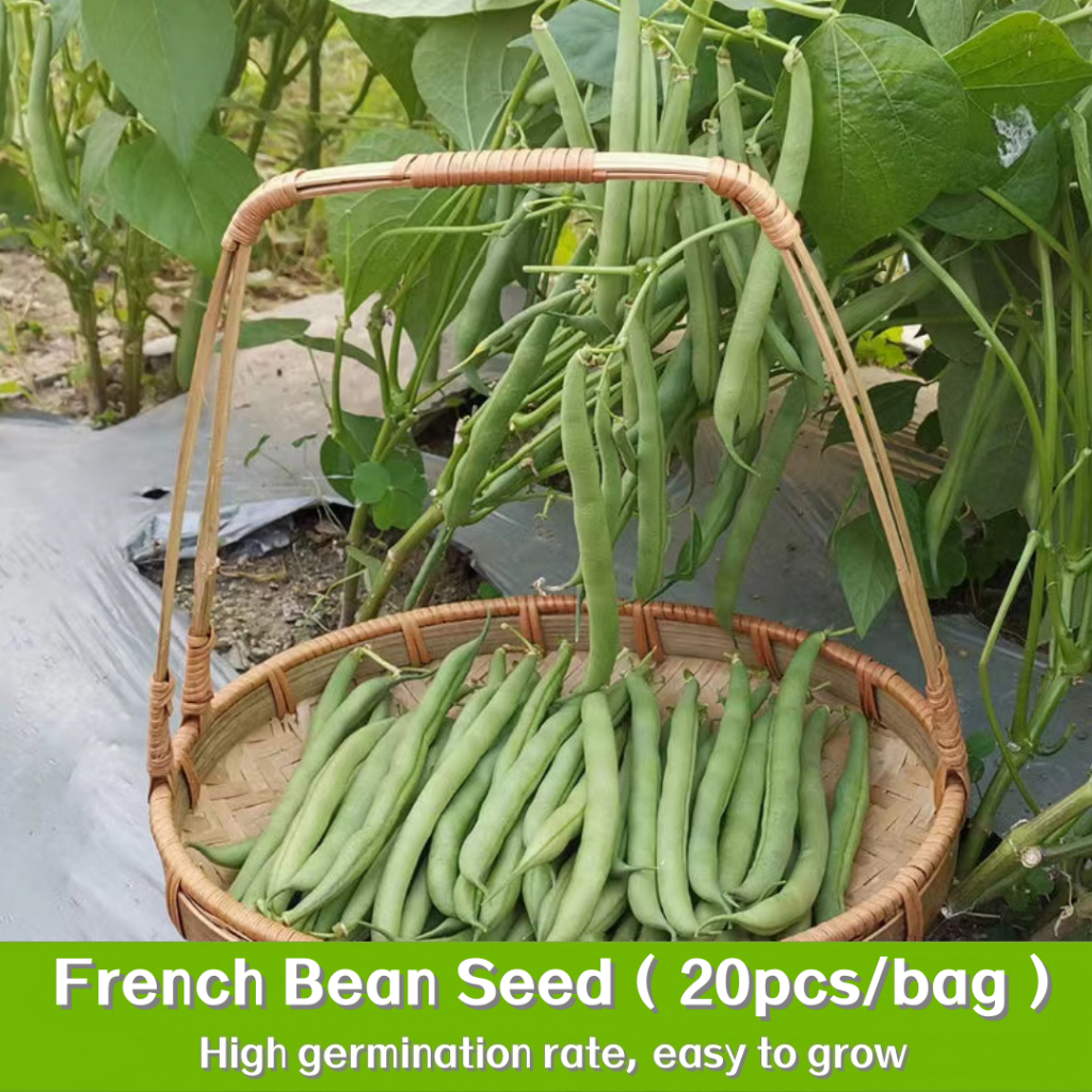 Sitaw / Green Beans Seeds (High Germination) 20 seeds-Baguio Beans ...