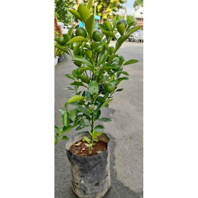 CALAMANSI MY BUNGA NA - LIVE PLANTS | Shopee Philippines