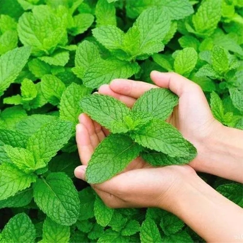 （2000seeds）Peppermint Seeds | High Quality Peppermint | Shopee Philippines