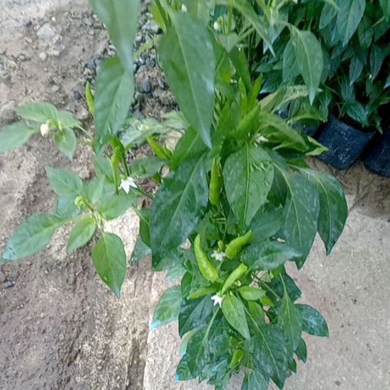 sili panigang | Shopee Philippines