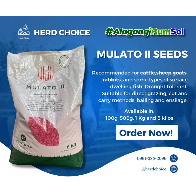 Hybrid Seeds (MULATO II) 500g and 1 kilo | Shopee Philippines