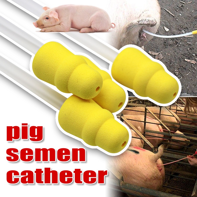 Pigs Vas Deferens Breed Catheter Artificial Disposable Insemination Pig ...