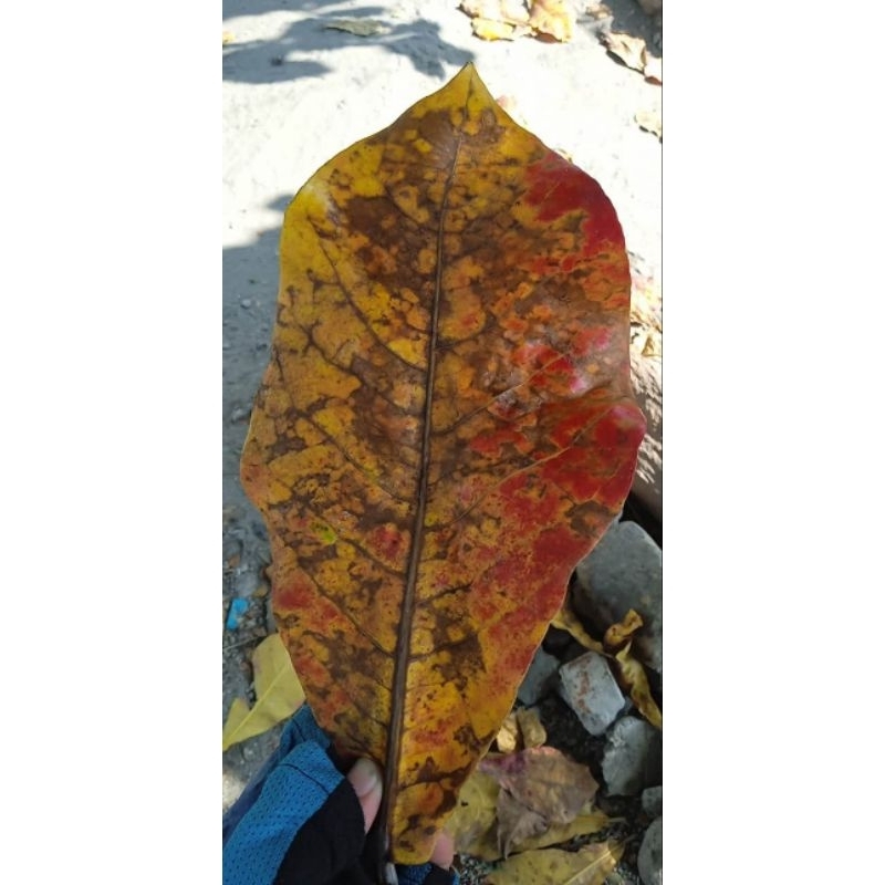 Talisay leaves ( For Miners Only) | Shopee Philippines