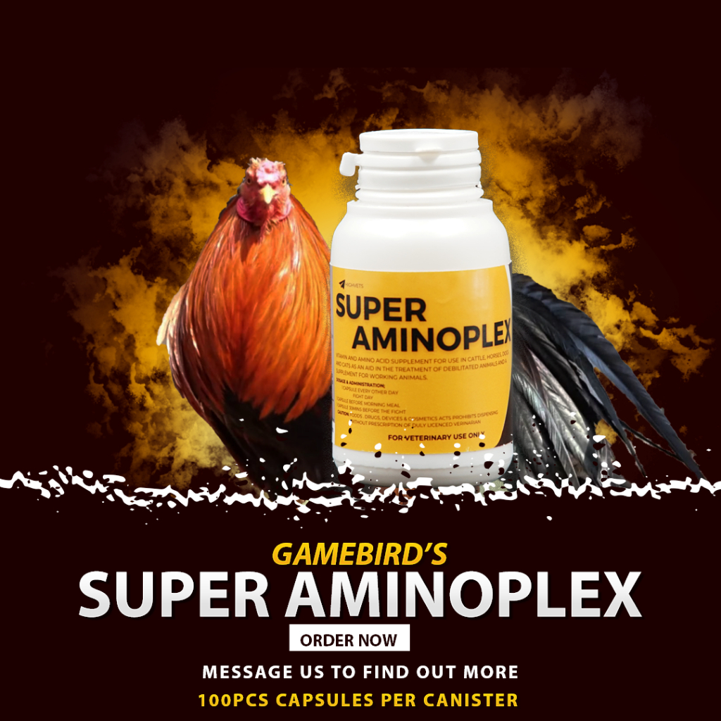 SUPER AMINOPLEX Capsule - 100 PCS | Shopee Philippines