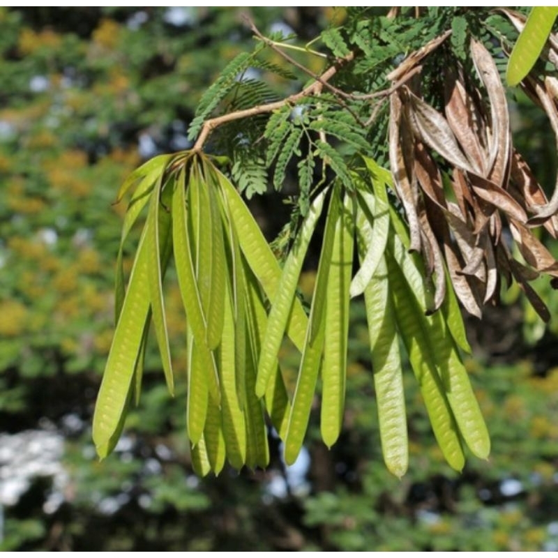 ipil Ipil Seeds for planting 50Seeds per pack | Shopee Philippines