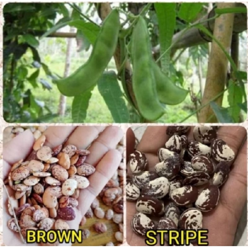 Patani Seeds/ Brown/Stripe Seeds for Planting | Shopee Philippines