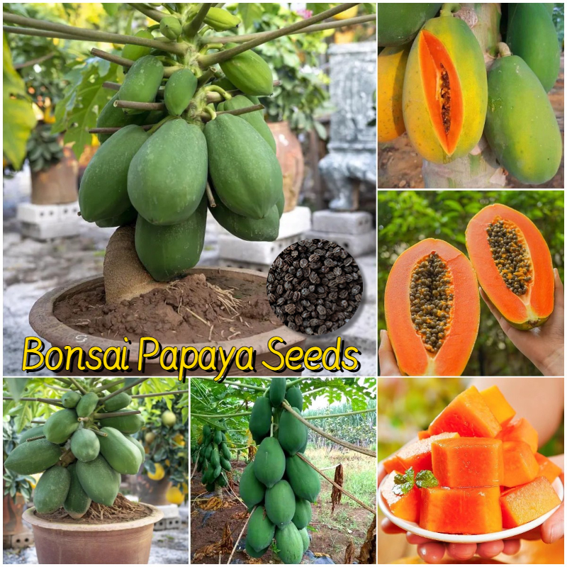 Bonsai Papaya seeds(20 Seeds/pack)-Planting for Dwarf Red Baby Papaya ...