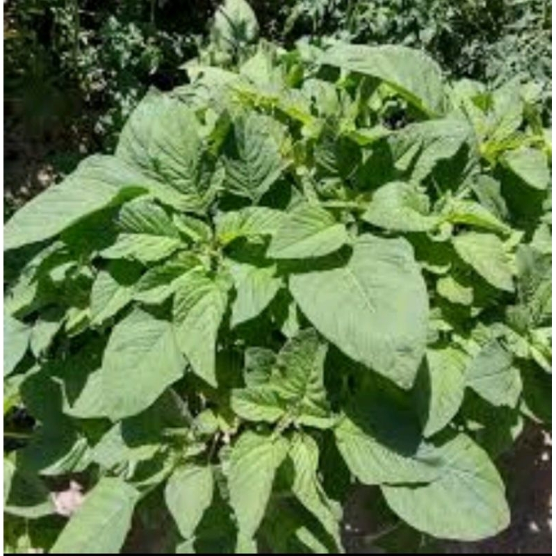 Giant Kulitis / hybrid Kulitis/native Kulitis (100 seeds) | Shopee ...