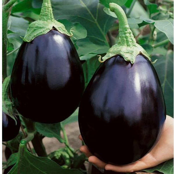 Black Beauty Eggplant Seeds Rare Eggplant Seeds Heirloom Eggplant Seeds ...