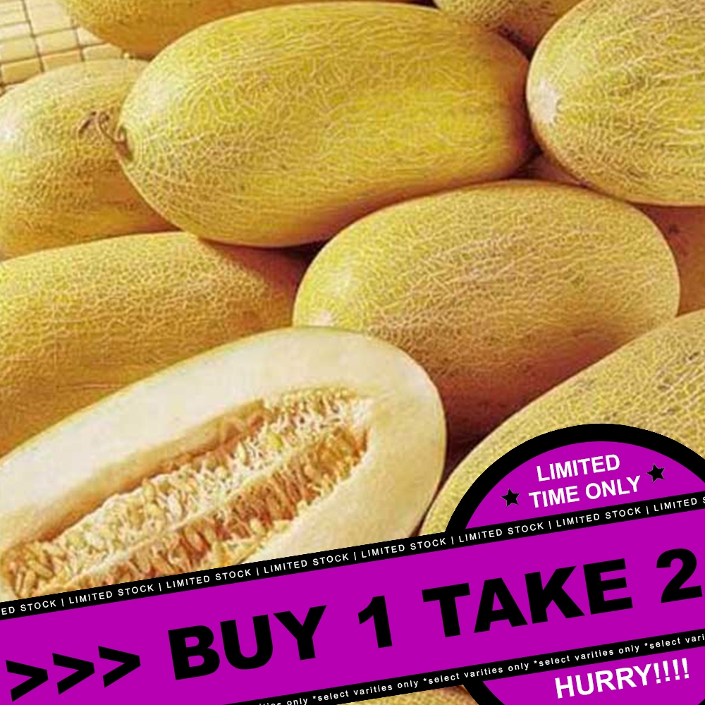 Sweet Hami Melon Seeds Fruit Seeds Golden Hami Seeds Heirloom Hami ...