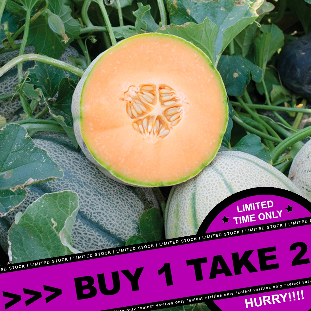 Tuscan Gourmet Melon Seeds - Tuscan Cantaloupe Seeds - Imported Sweet ...