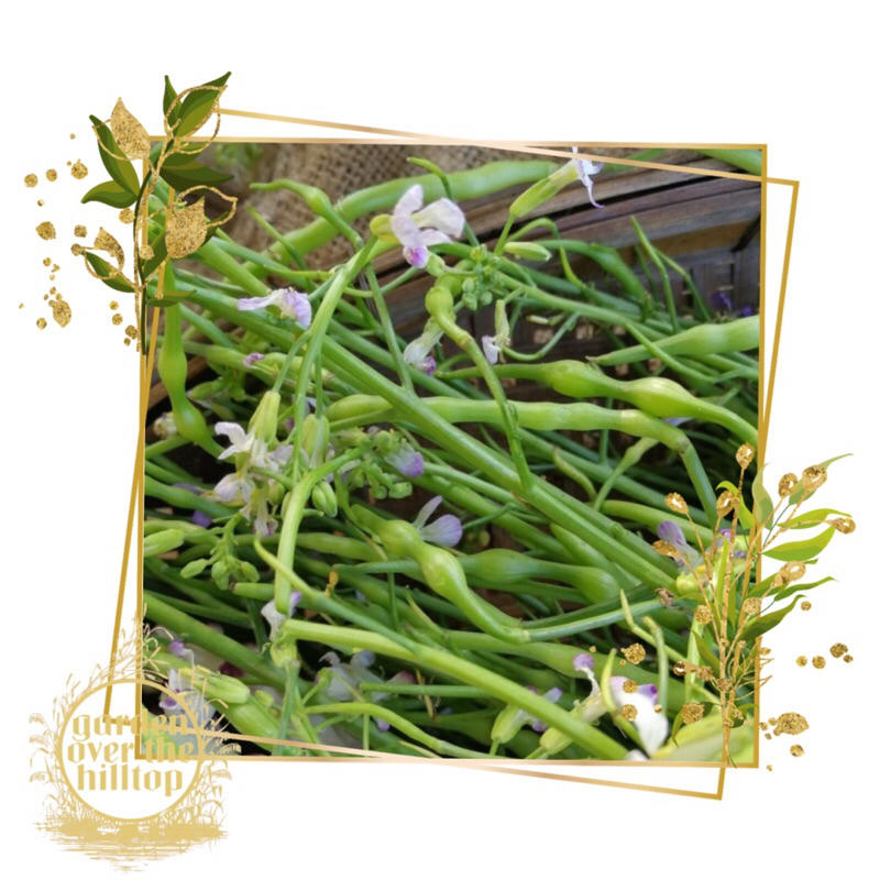 ilocano ilocos rat’s tail rat-tail rat tail radish seeds (mabunga ...