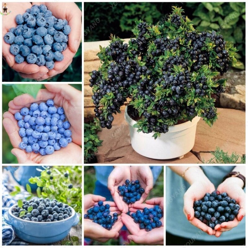 Blueberry Seeds for Planting Fruits(20pcs)Organic Fresh Fruit Seeds ...