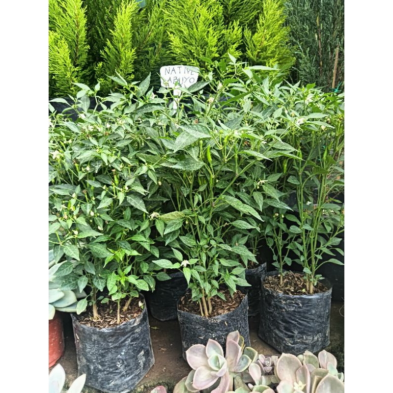 SILING LABUYO CHILLI LABUYO | Shopee Philippines