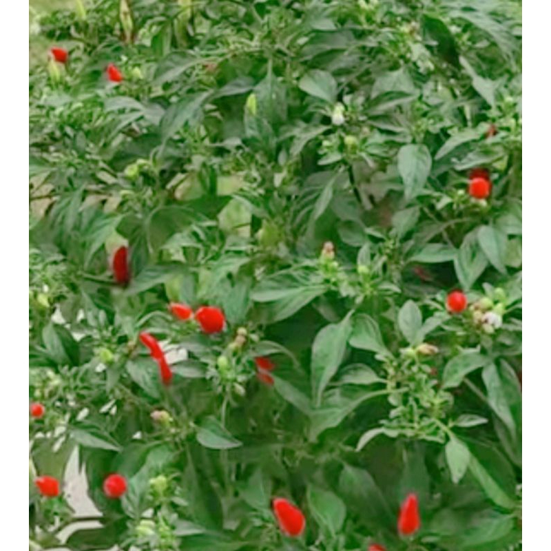 Siling labuyo seedling 2 seedlings | Shopee Philippines