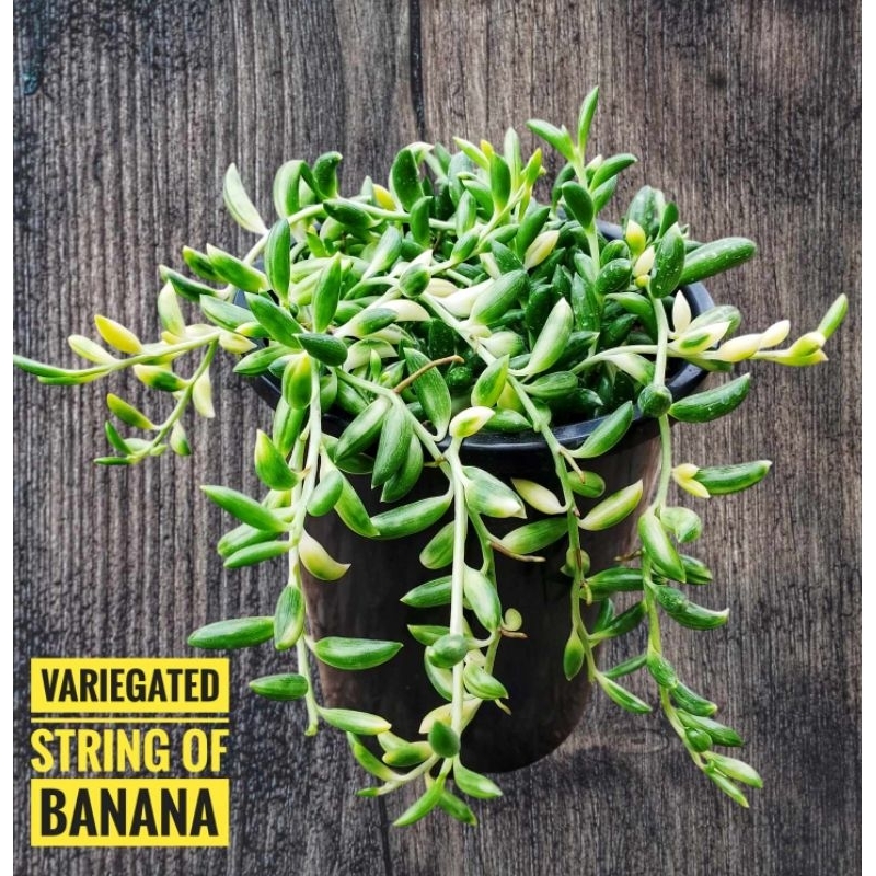 RARE VARIEGATED STRING OF BANANA/ NEW RELEASE | Shopee Philippines