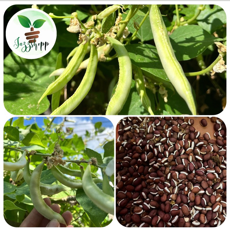 Native Bataw seeds for planting (10Seeds)new harvest | Shopee Philippines