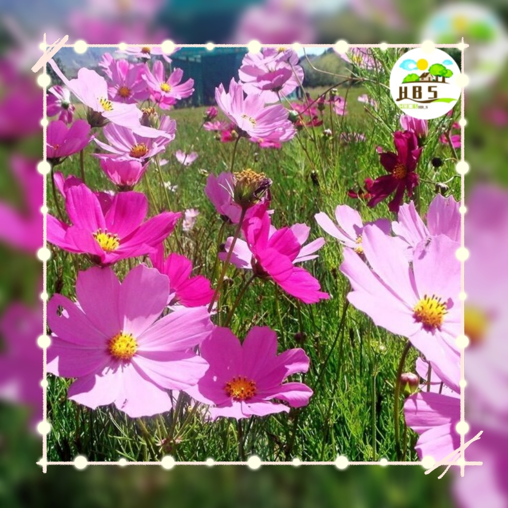 Mixed Color Cosmos Flower Seeds - High Yield Bonsai Tall Cosmos Seeds ...