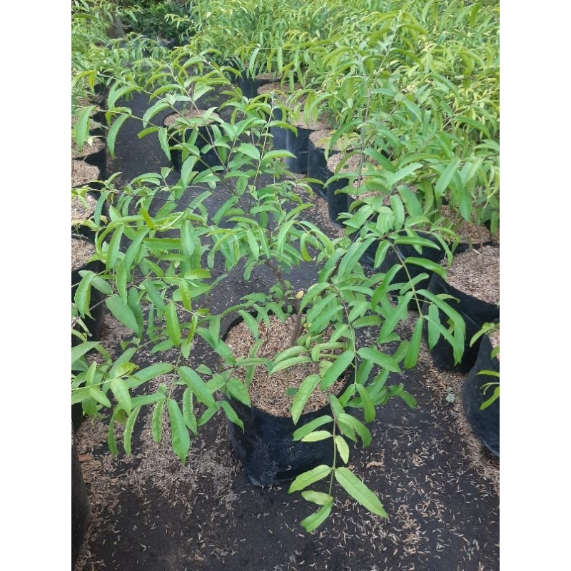 Giant Japanese suamei Live Plant | Shopee Philippines