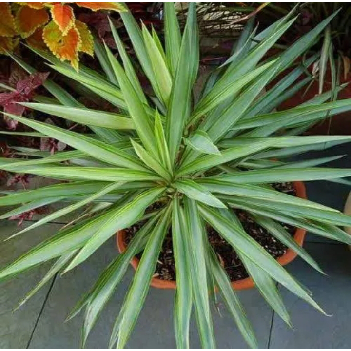 Silver Yucca Plant with FREE garden soil, plastic pot and marble chip ...