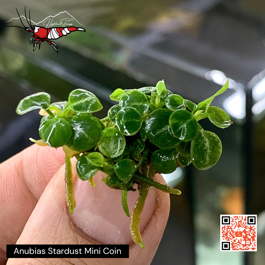 Anubias Stardust Mini Coin Rare Aquatic Plant Submerged per clump | Shopee Philippines