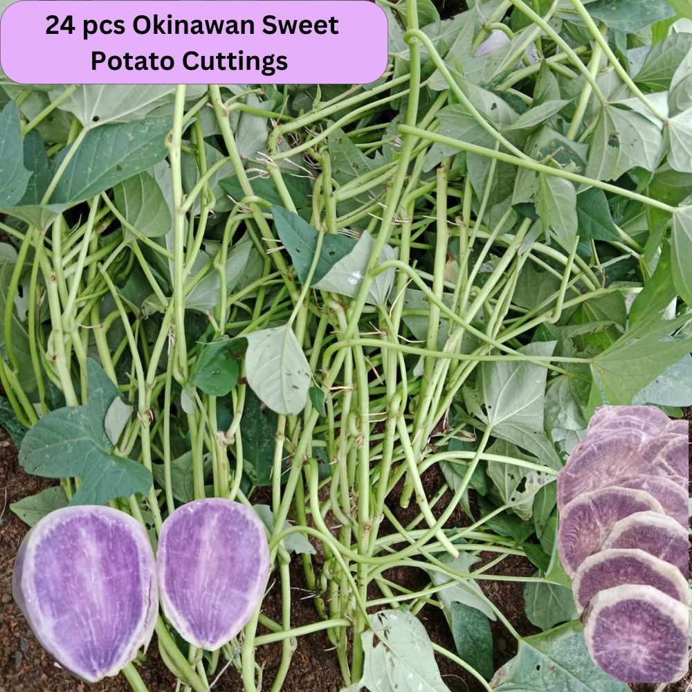 12 pcs/ 24 pcs Okinawan Sweet Potato Cuttings Hawaiian Sweet Potato ...