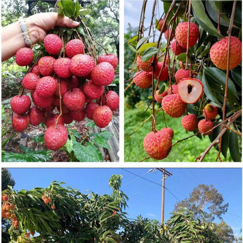Authentic Litchi Grafted Seedling Potted Plant, Seedless Litchi ...